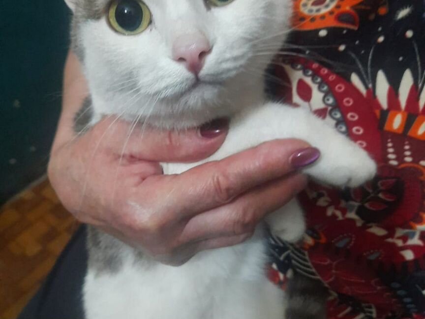 Кошка Муся очень ждёт свою семью