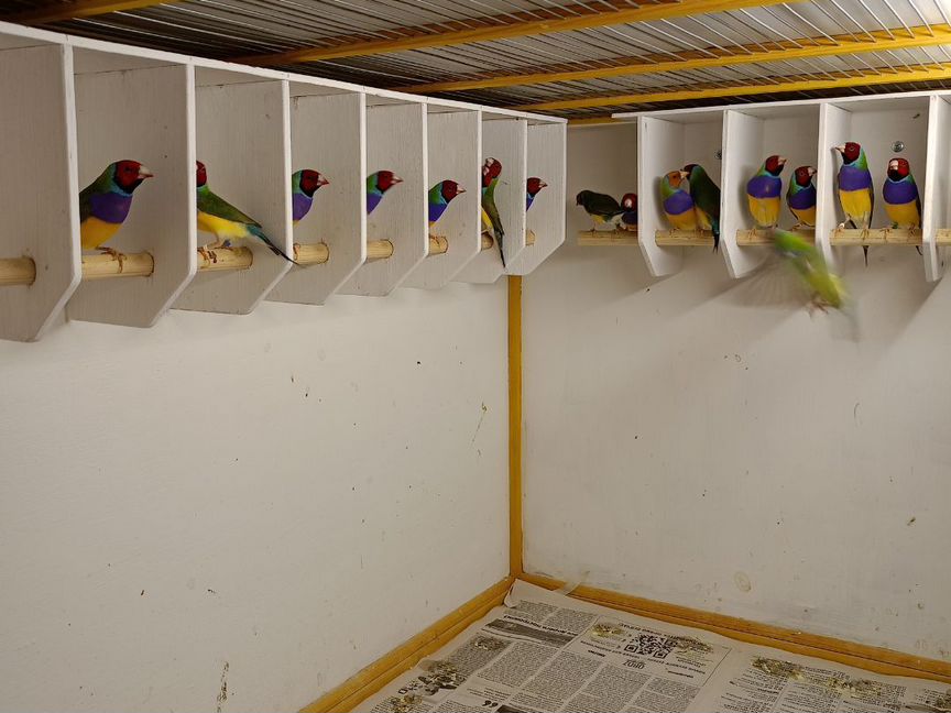 Амадины Гульда