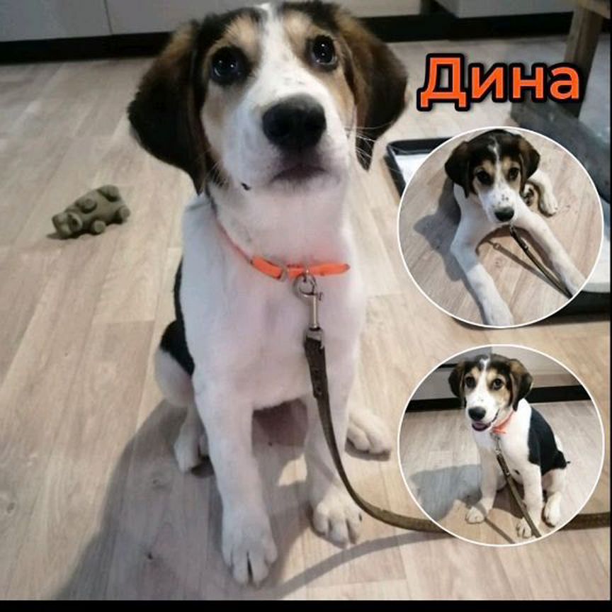 Щенок в добрые руки бесплатно