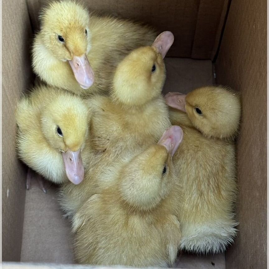 Утята 5 шт бесплатно