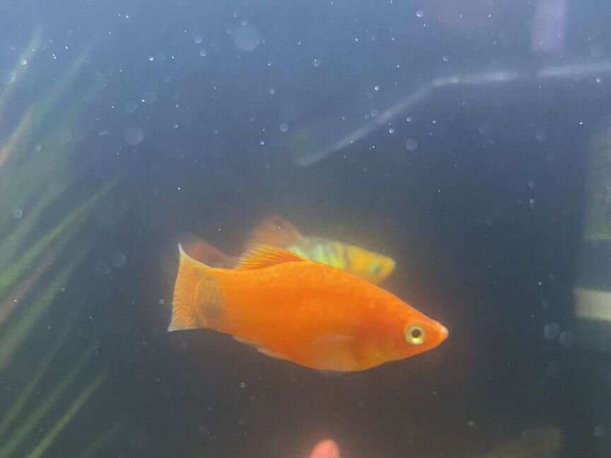 Пецилии Микки-Маус