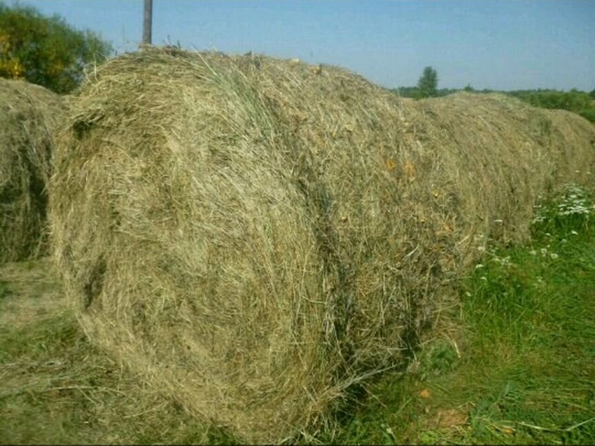 Сено многолетних трав