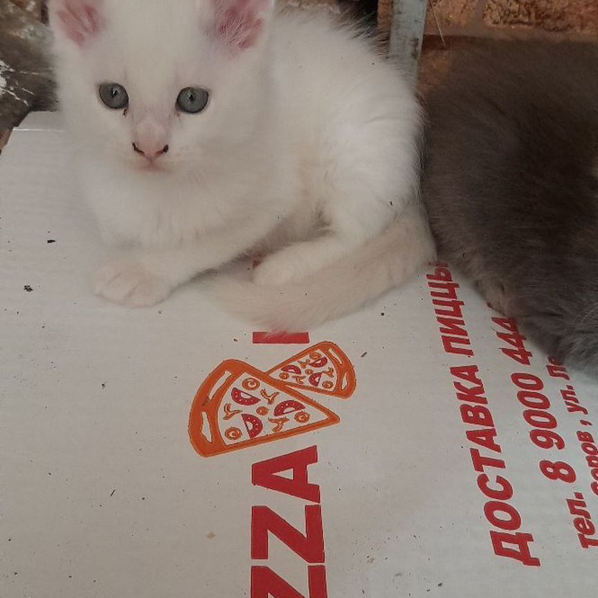 Котята мейн-кун