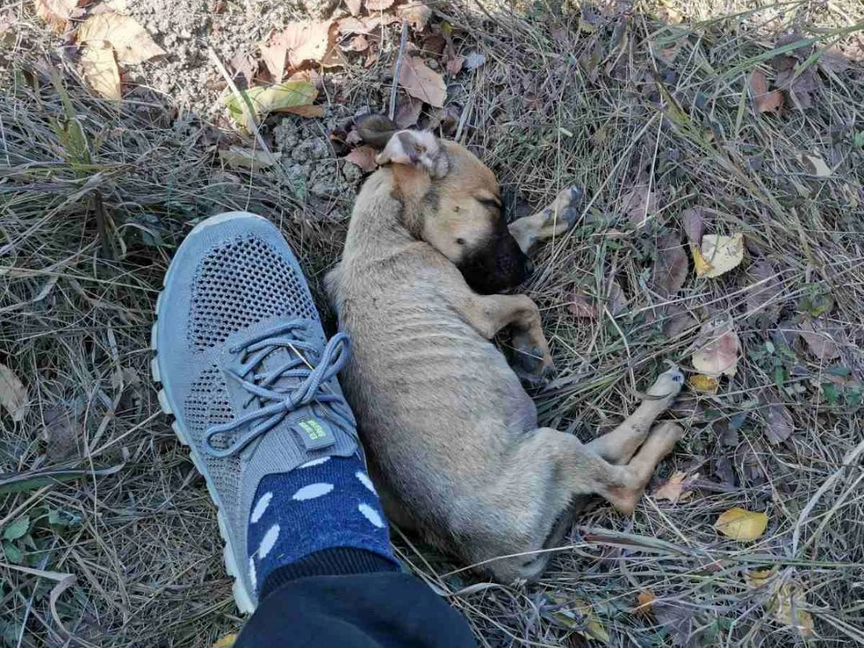 Спасите щенка