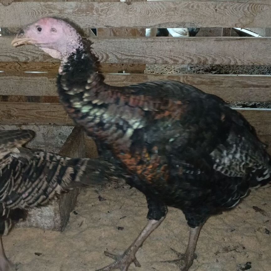 Индюк Кавказкая Бронза