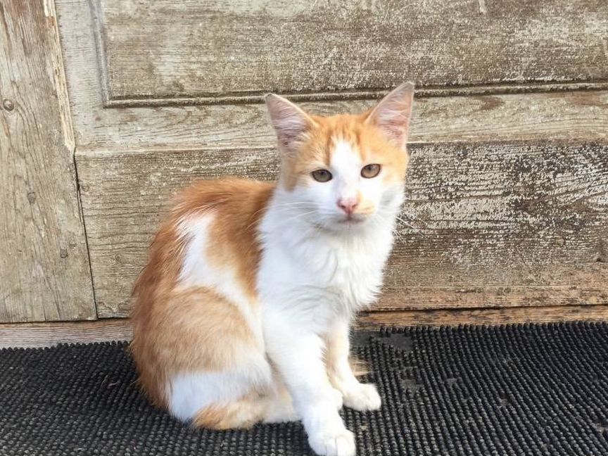 Очень милая кошечка в добрые руки