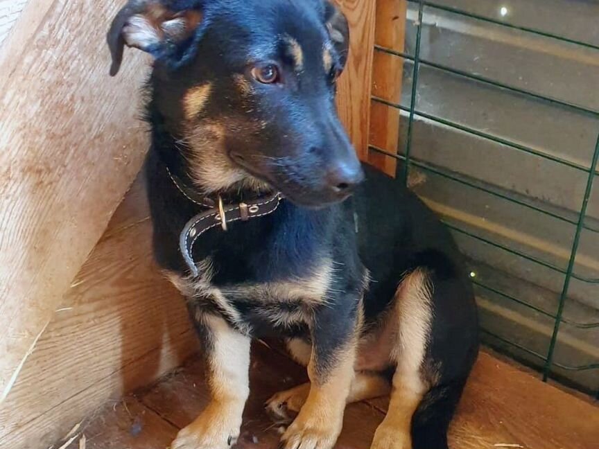 Собака Тобик в добрые руки