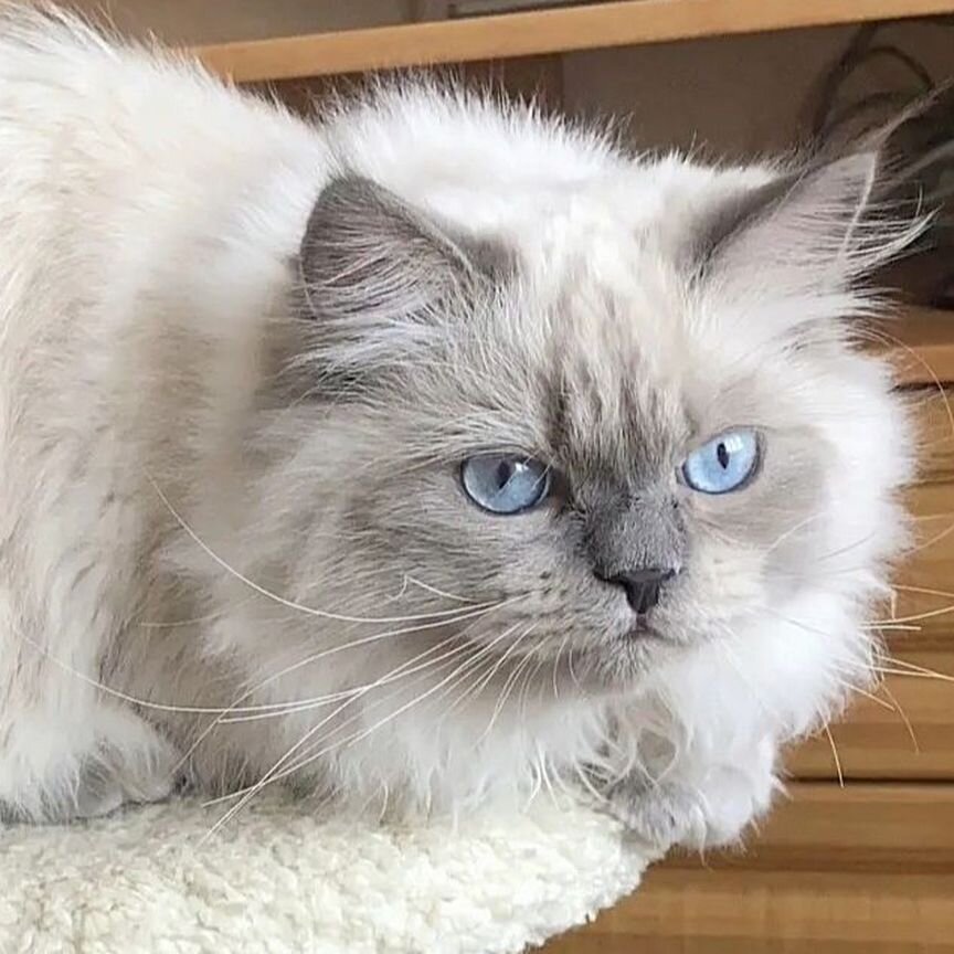 Невский маскарадный котёнок