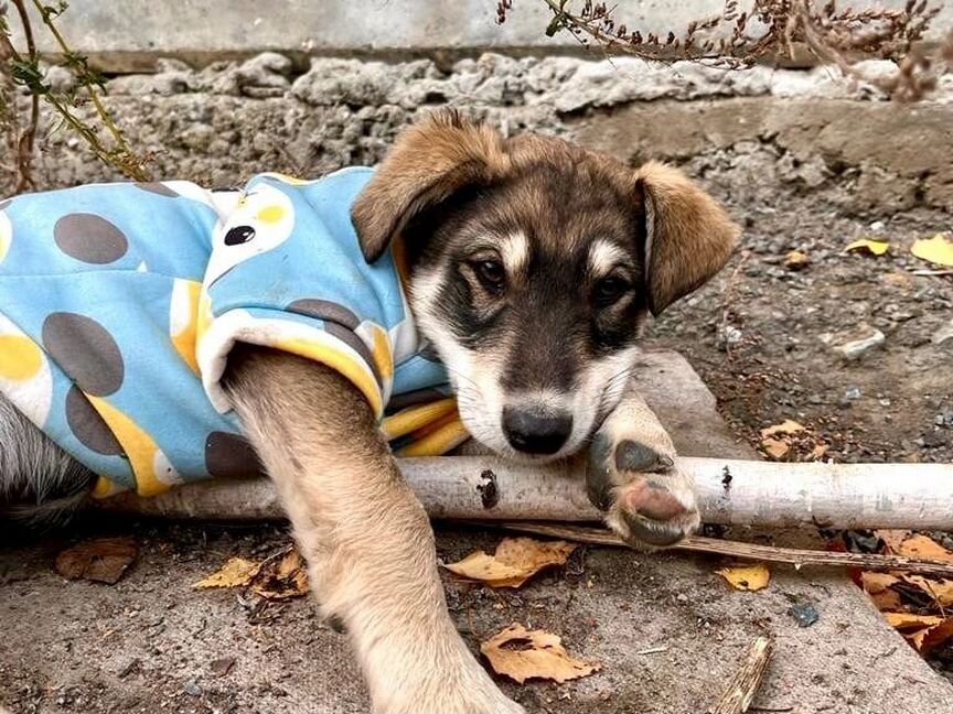 У щенков последний шанс