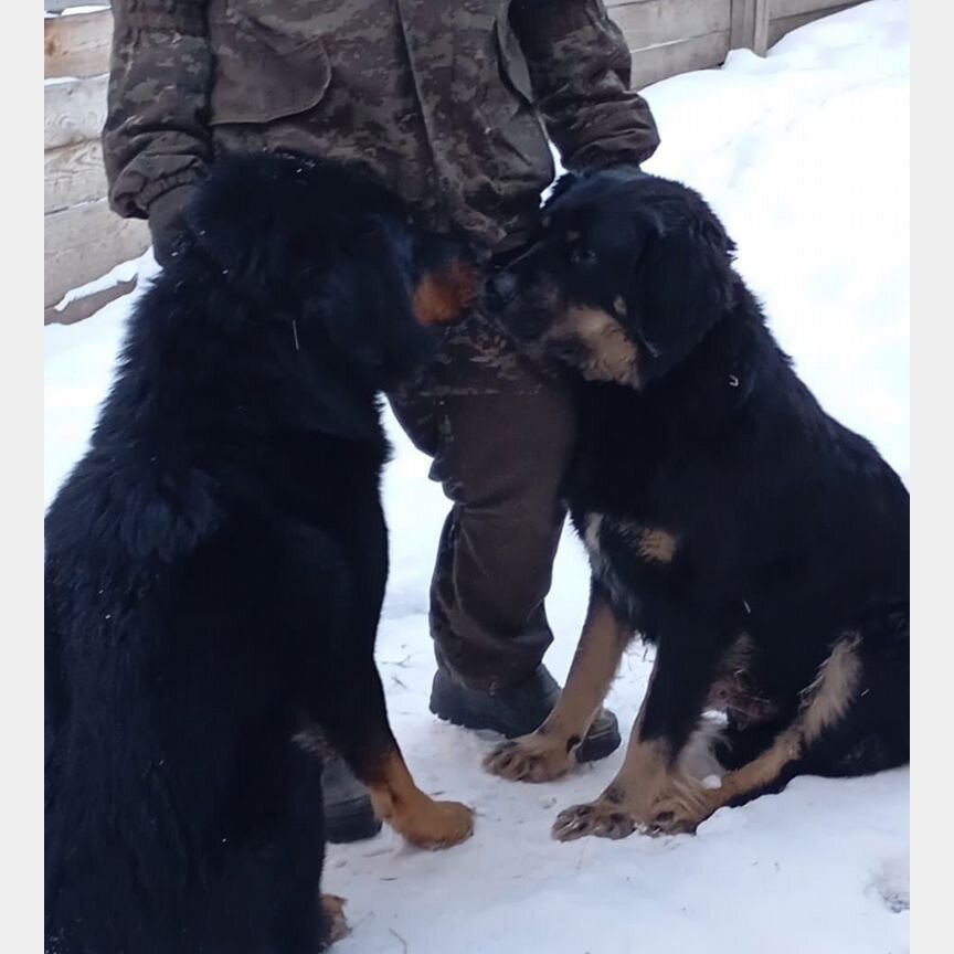 Собаки породы Банхар