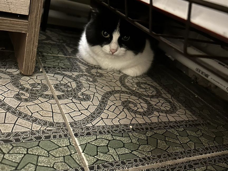 Кот полгода