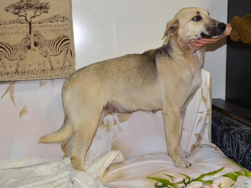 Собака в добрые руки