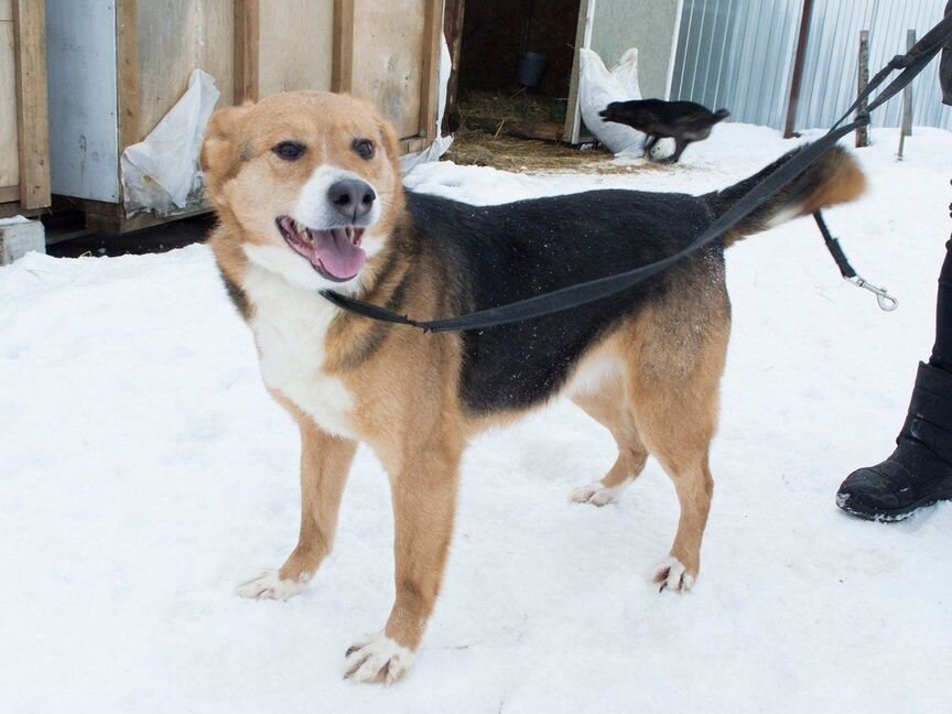 Собака Маркиза