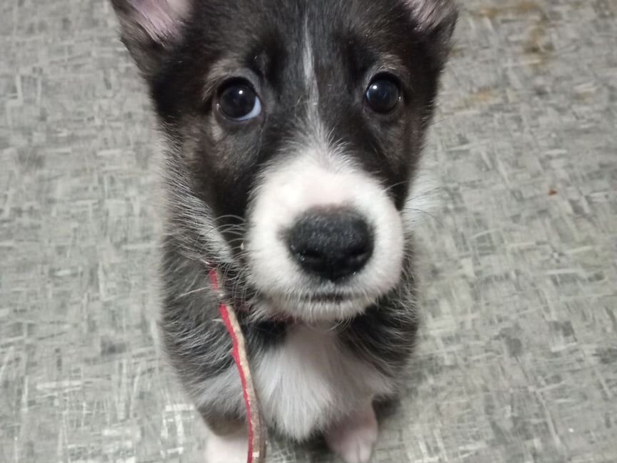 Красавица вео