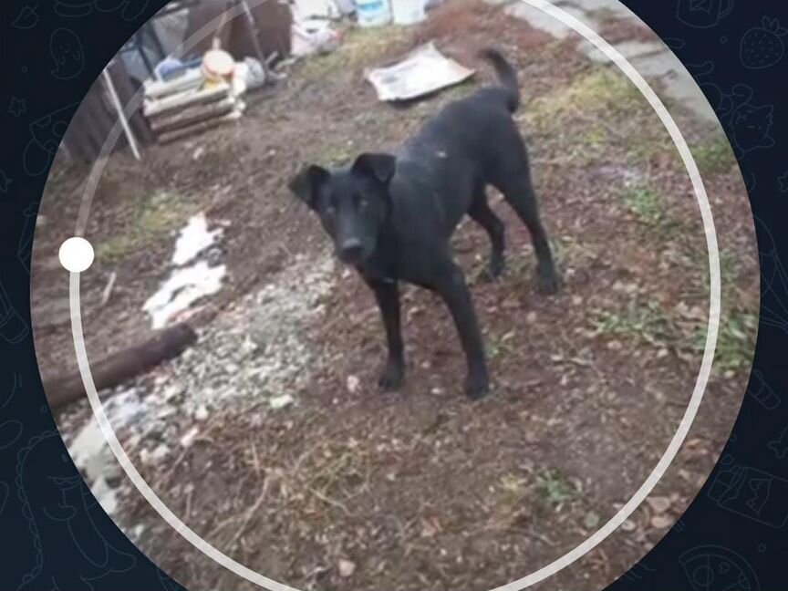 Собаки в дар бесплатно