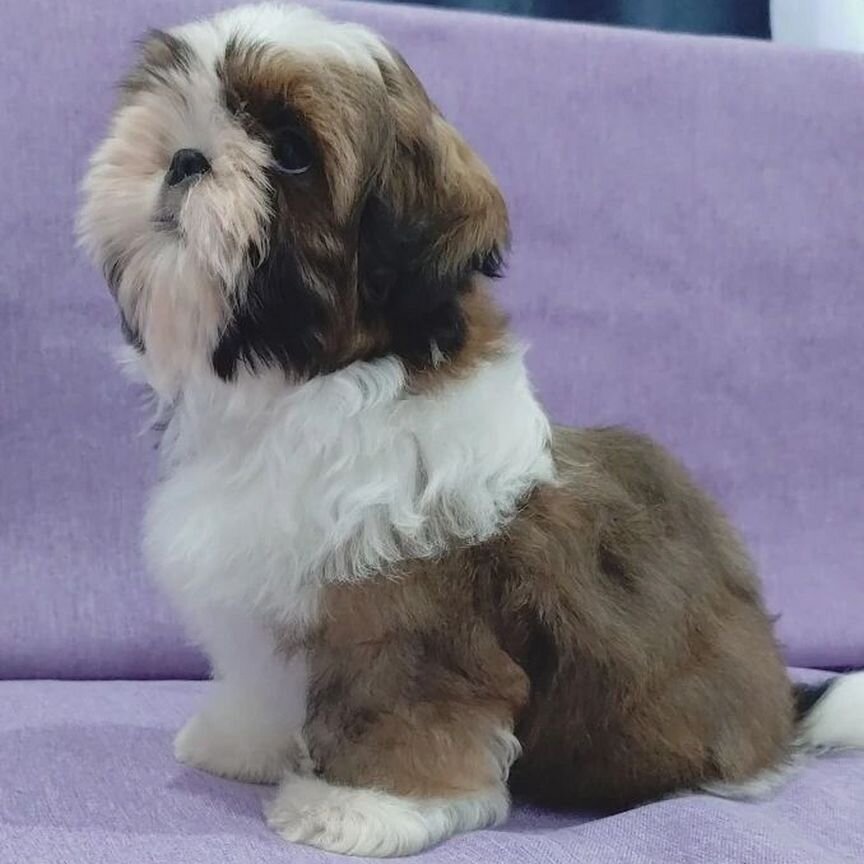 Ши-тцу, щенок