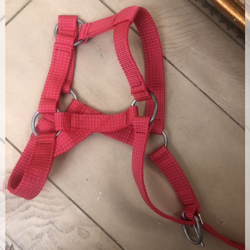 Недоуздок для жеребенка