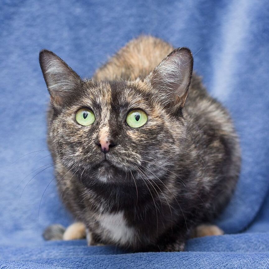 Ласковая кошечка из приюта