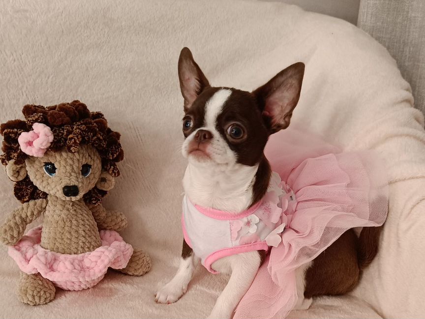 Чихуахуа девочка