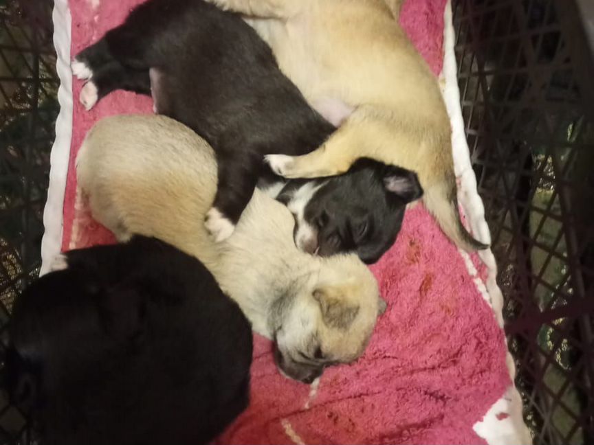 Щенки чихуахуа