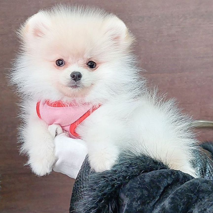 Шпиц девочка лисенок