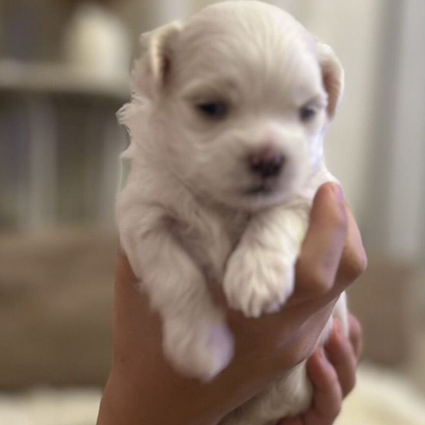 Щенки мальтийской болонки