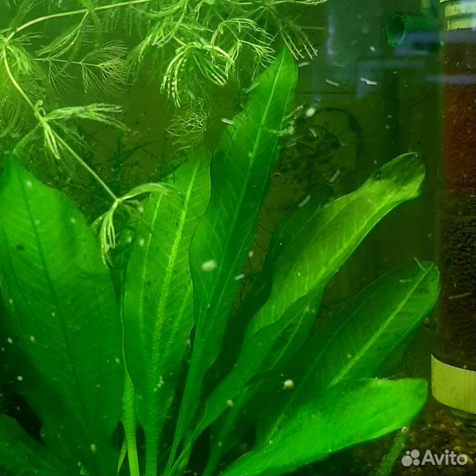 Эхинодорус Блехера