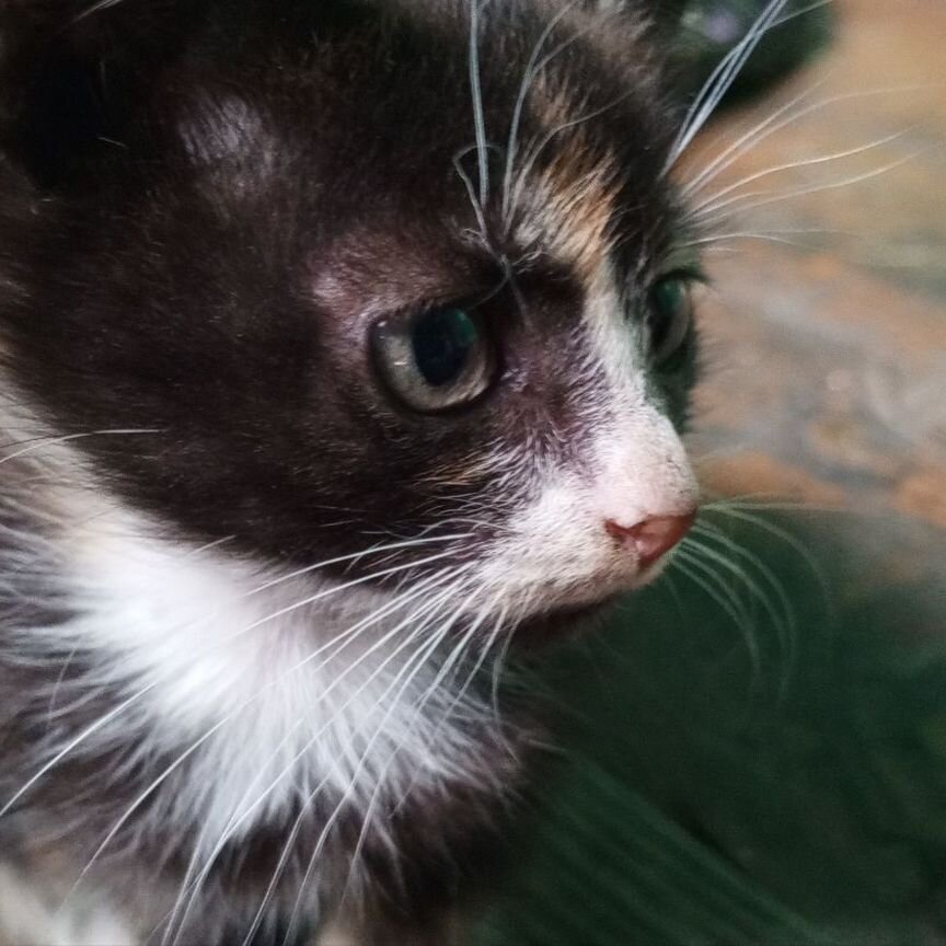 Отдаю пушистика