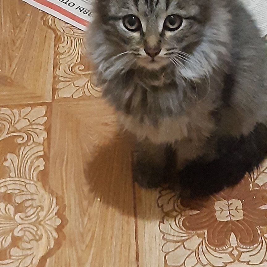 Отдам котенка