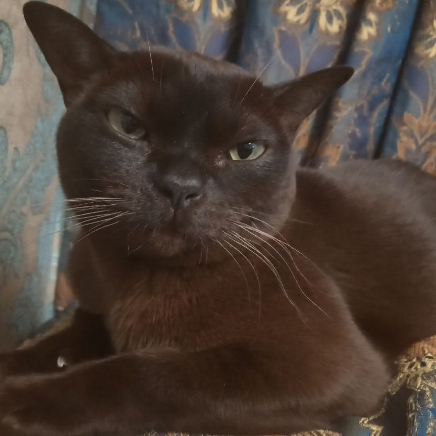 Бурманская кошечка