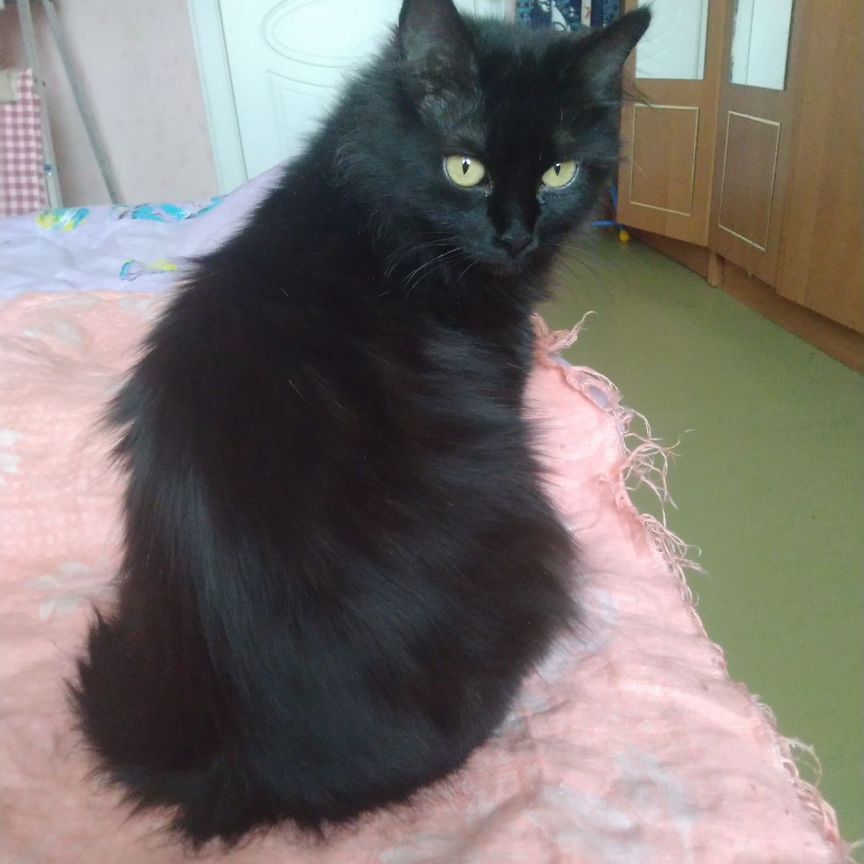 Стерилизованная кошка