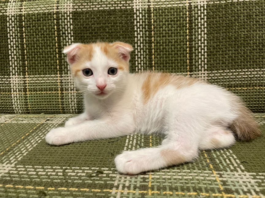 Котенок курильский
