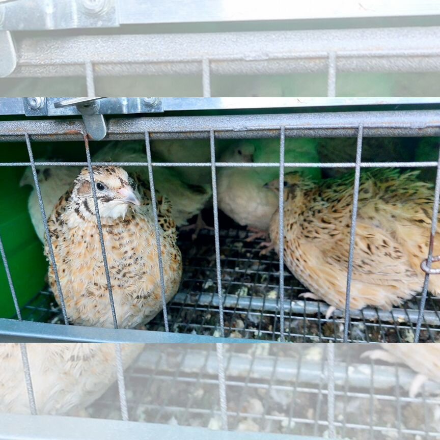 Перепелки несушки