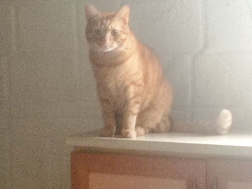 Отдам бесплатно кота
