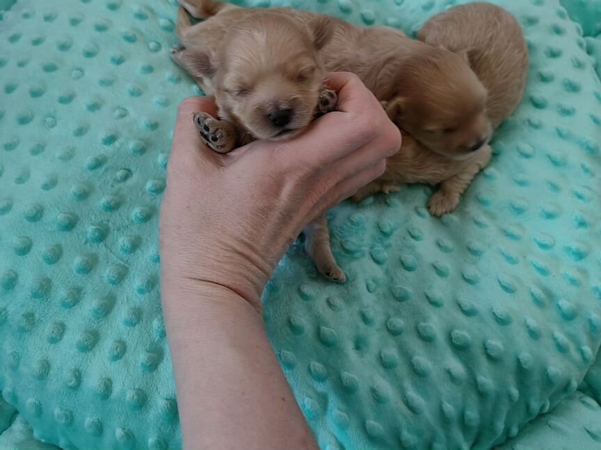 Мальтипу мини baby фейс