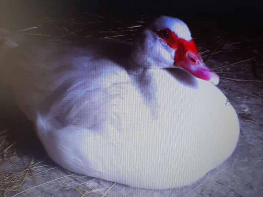 Тушка индоутки