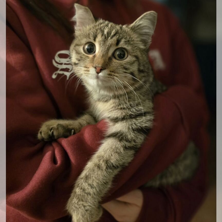 Котёнок в добрые руки