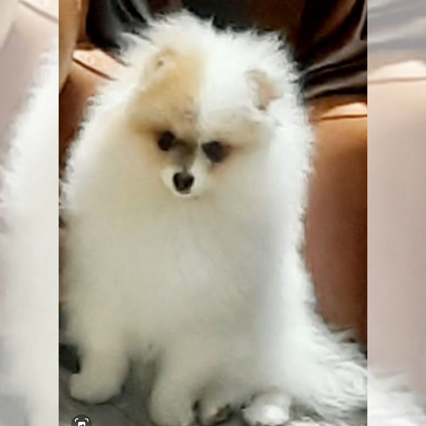 Померанский шпиц девочка
