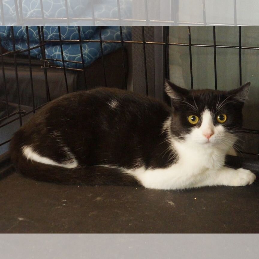 Кошечка Ромашка в добрые руки