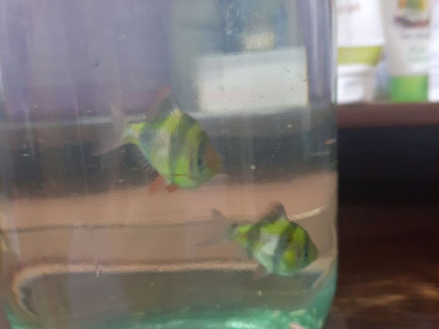 Отдам барбусов за пачку чокопая