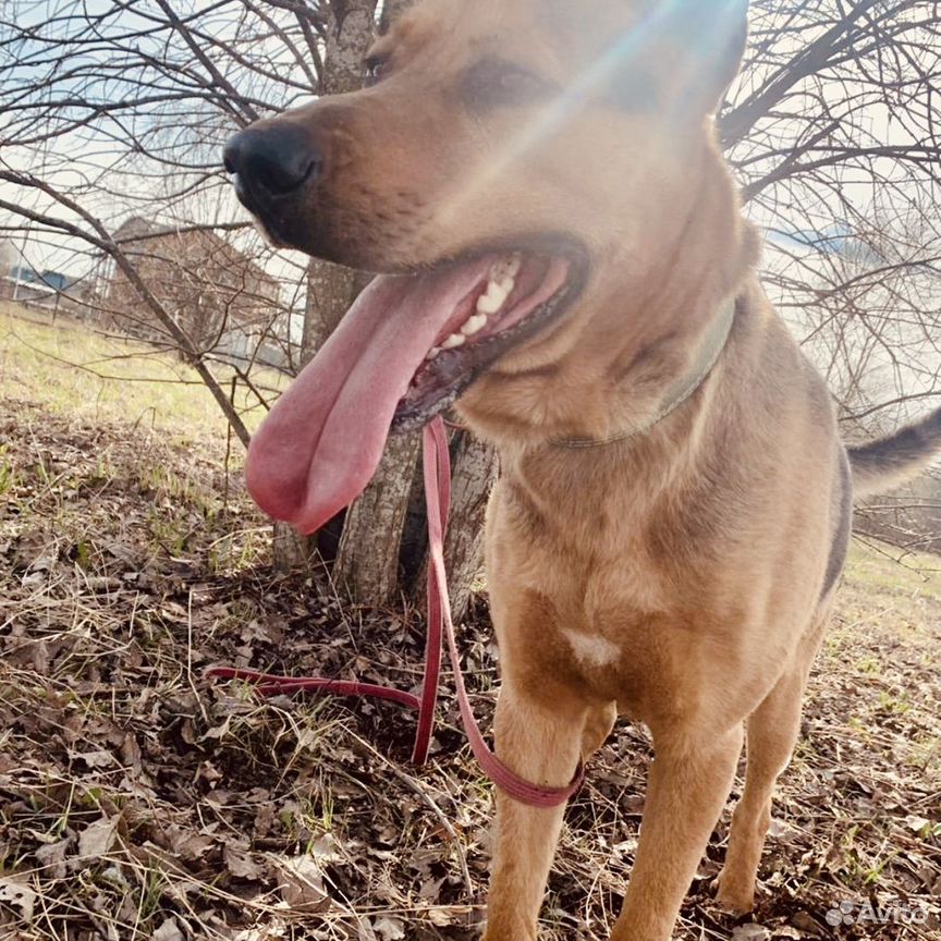 Овчарка в добрые руки