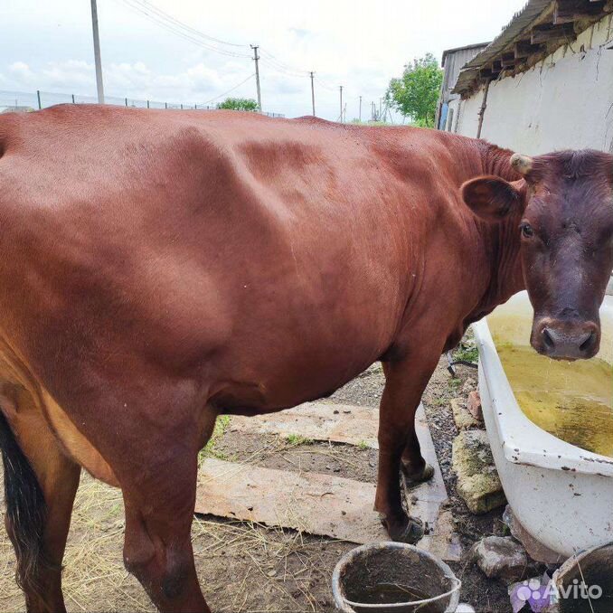 Коровы дойные молочные