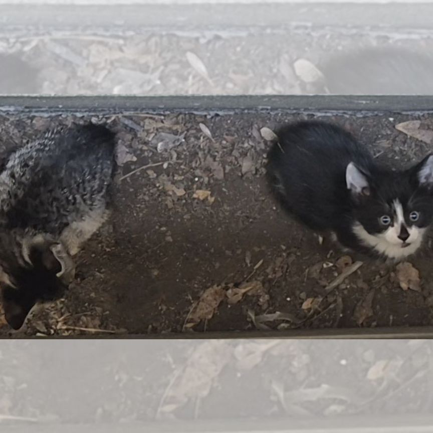 Котенок