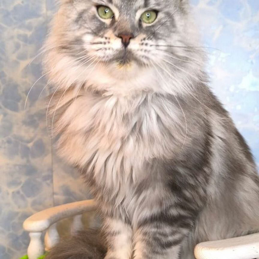 Котенок мейн-кун