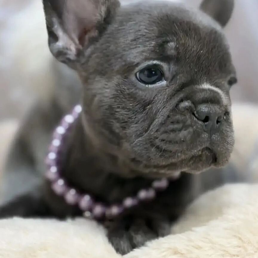 Французский бульдог, щенок