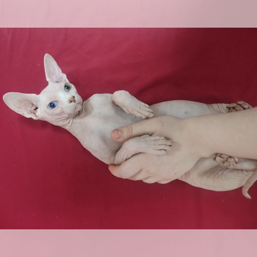 Канадский сфинкс котёнок