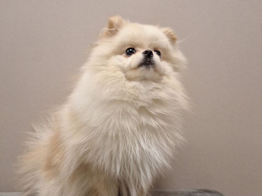 Щенки померанского шпица