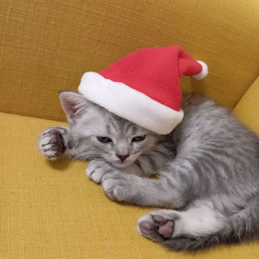Скоттиш страйт котята
