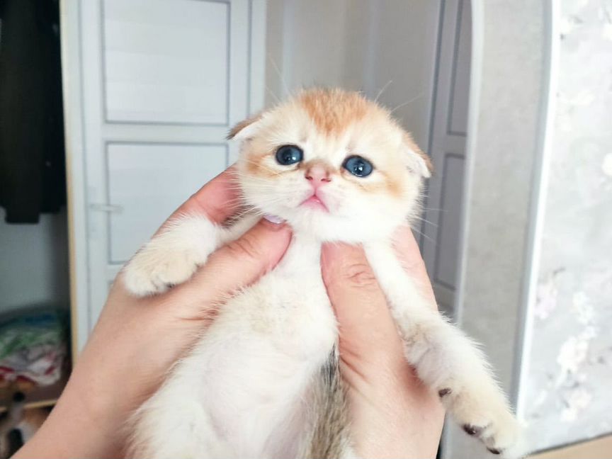 Шотландские вислоухие котята шиншилла