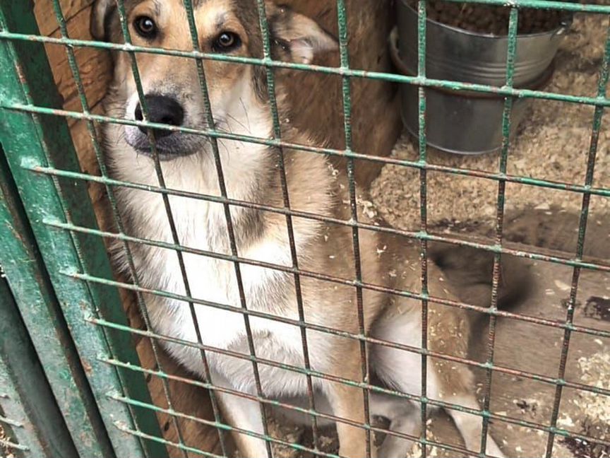 Собака в добрые руки